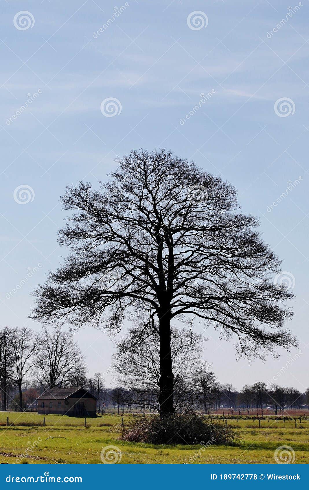 Vertical Shot of a Tall Tree Standing Tall Under the Sky Stock Photo ...