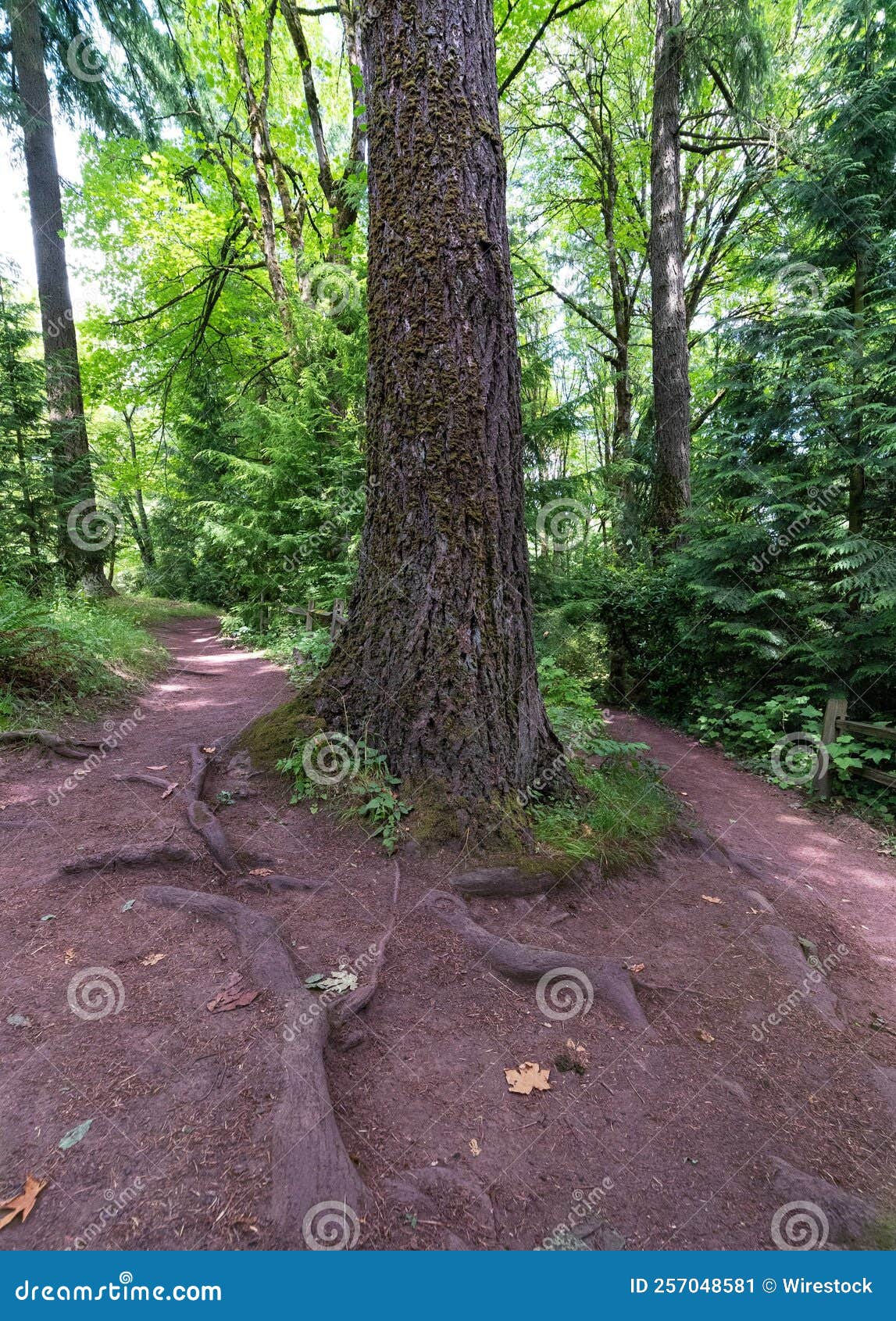 Vertical Shot of a Tall Tree Trunk in a Forest with Its Roof Seen on ...