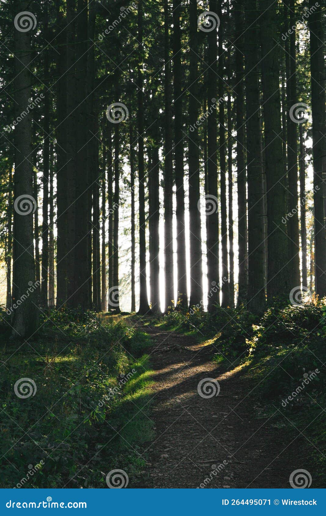 Vertical Shot of Tall Trees in a Forest Stock Image - Image of scene ...