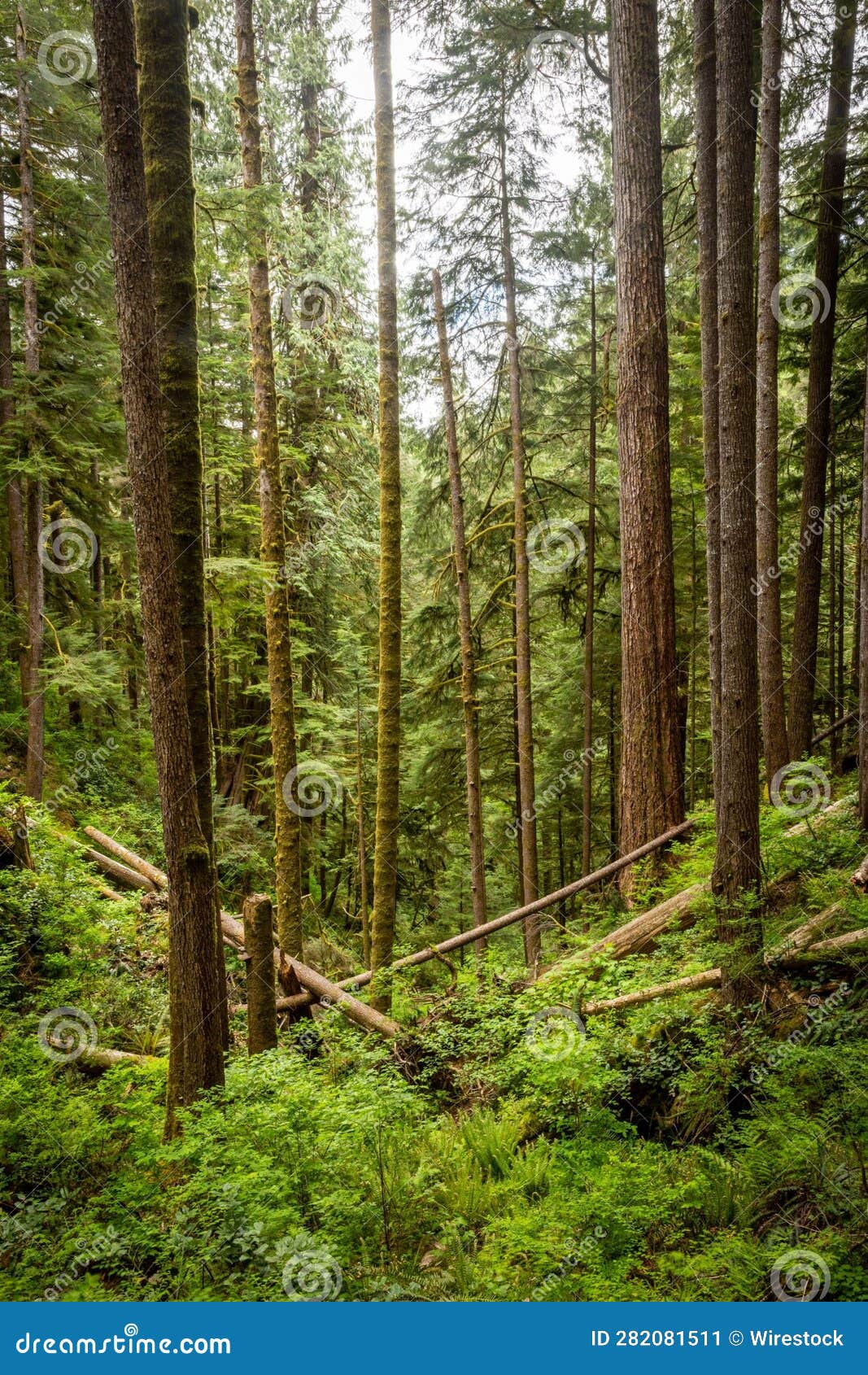 Vertical Shot of Tall Trees Inside a Green Forest Stock Image - Image ...