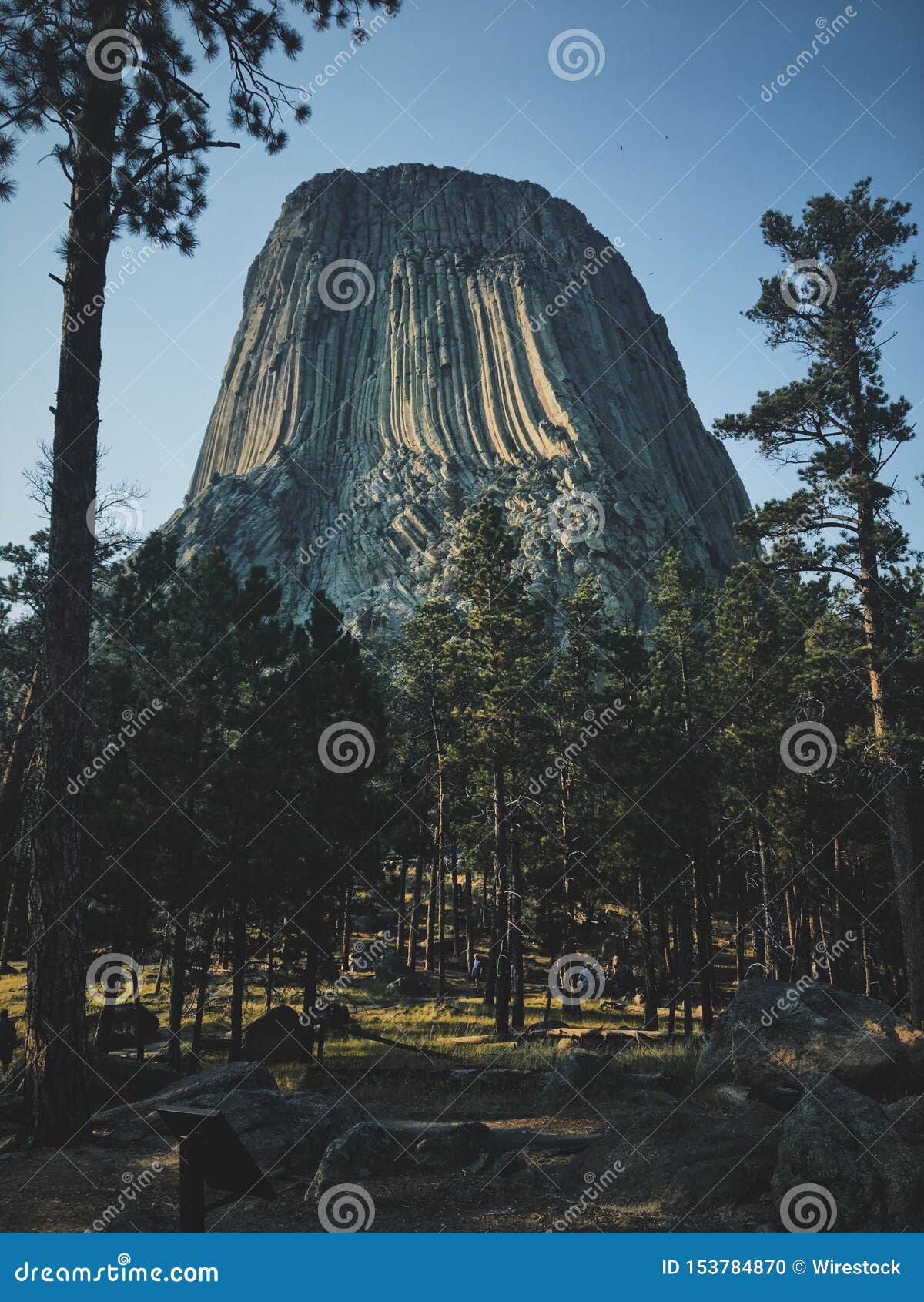 Vertical Shot of Tall Trees Near the Devils Tower National Monument ...