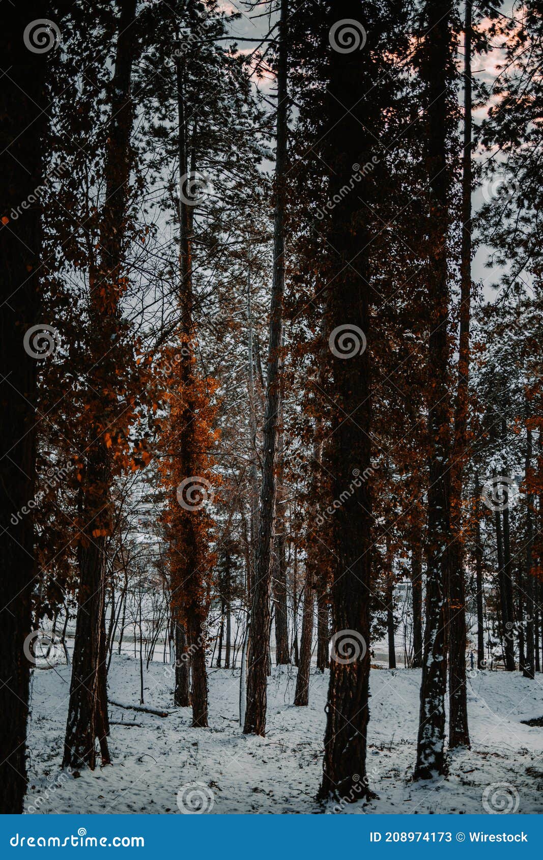 Vertical Shot of Tall Trees in a Snowy Forest Stock Image - Image of ...