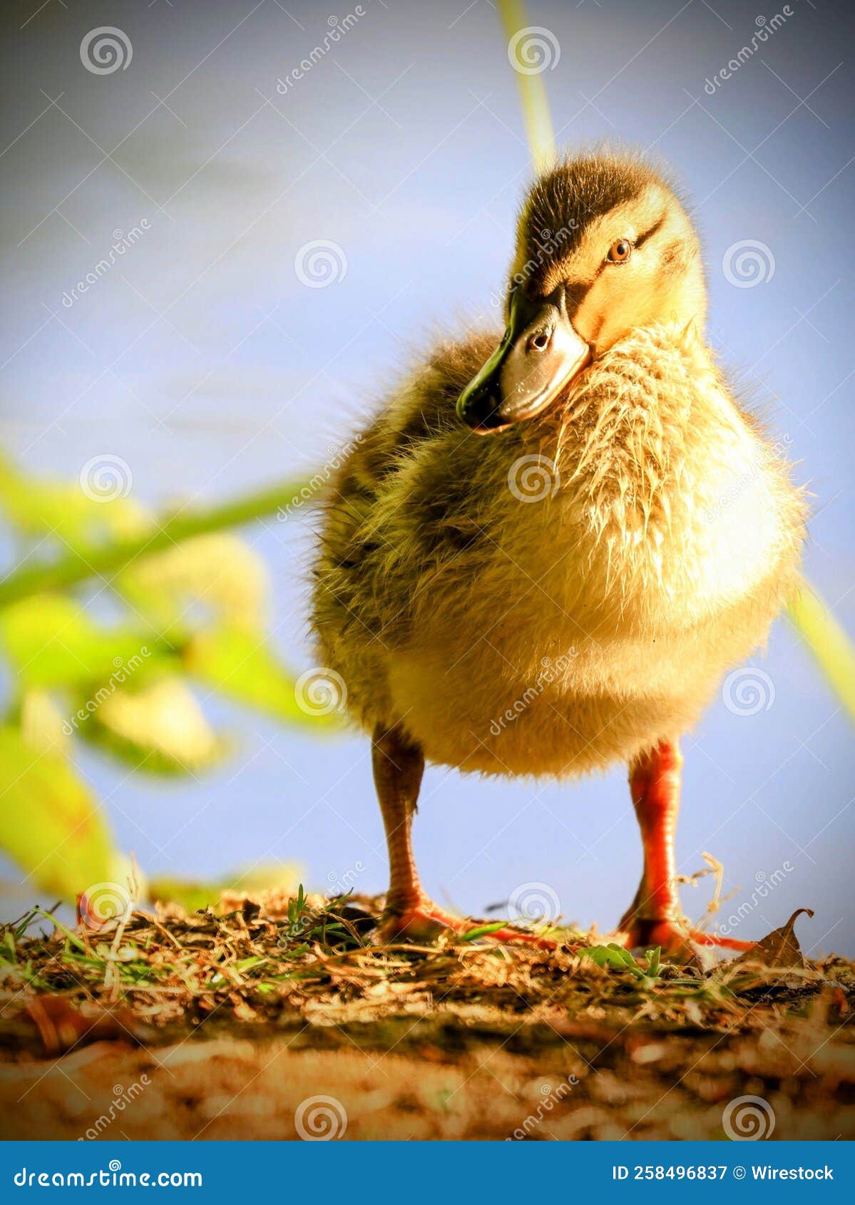 Vertical Shot of a Teen Brown Duck Stock Image - Image of nature, bird ...