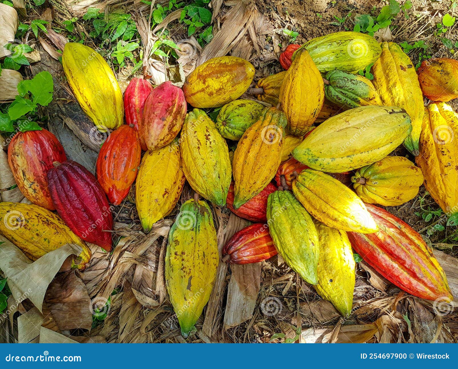 Vertical Shot of Theobroma Cacaos on the Ground Stock Photo - Image of ...