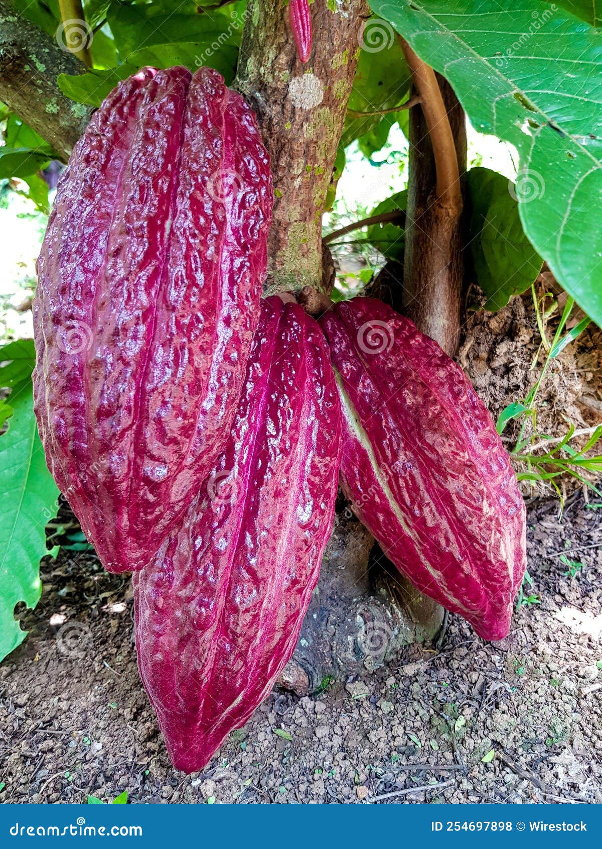 Vertical Shot of Theobroma Cacaos Growing on a Tree Stock Photo - Image ...