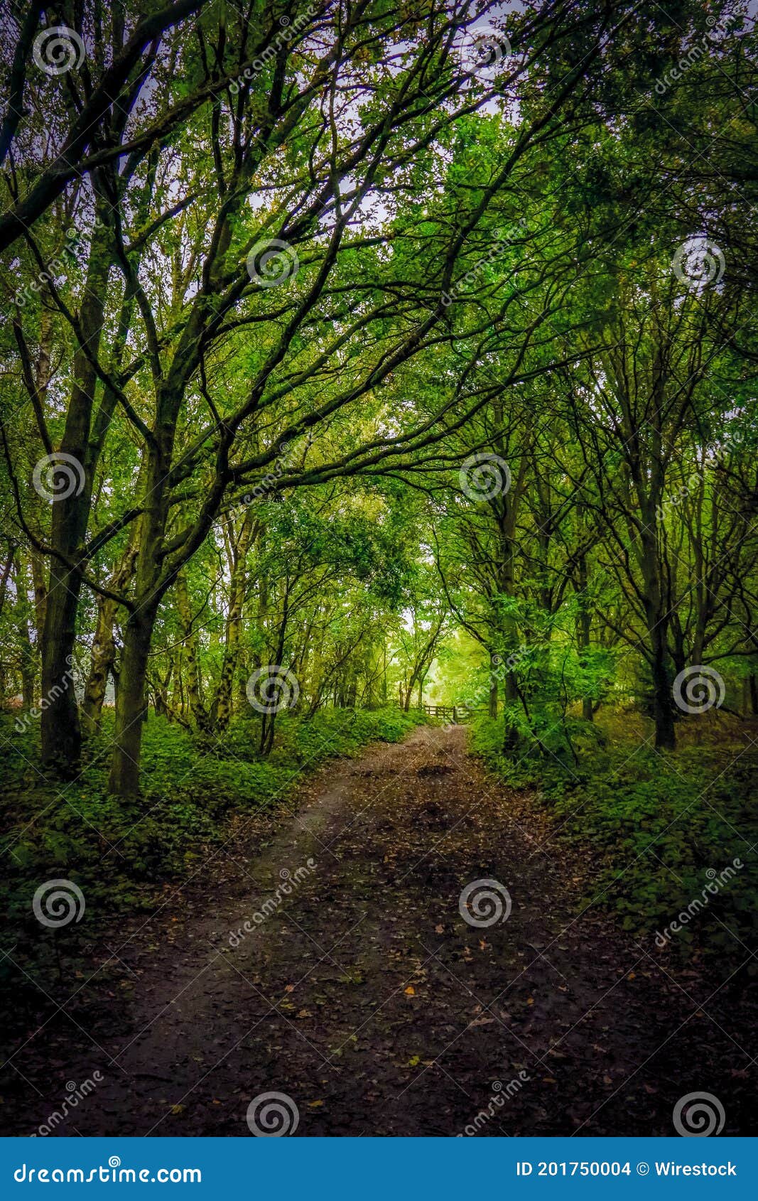 Vertical Shot of a Thick Forest and a Narrow Footpath in the Middle ...