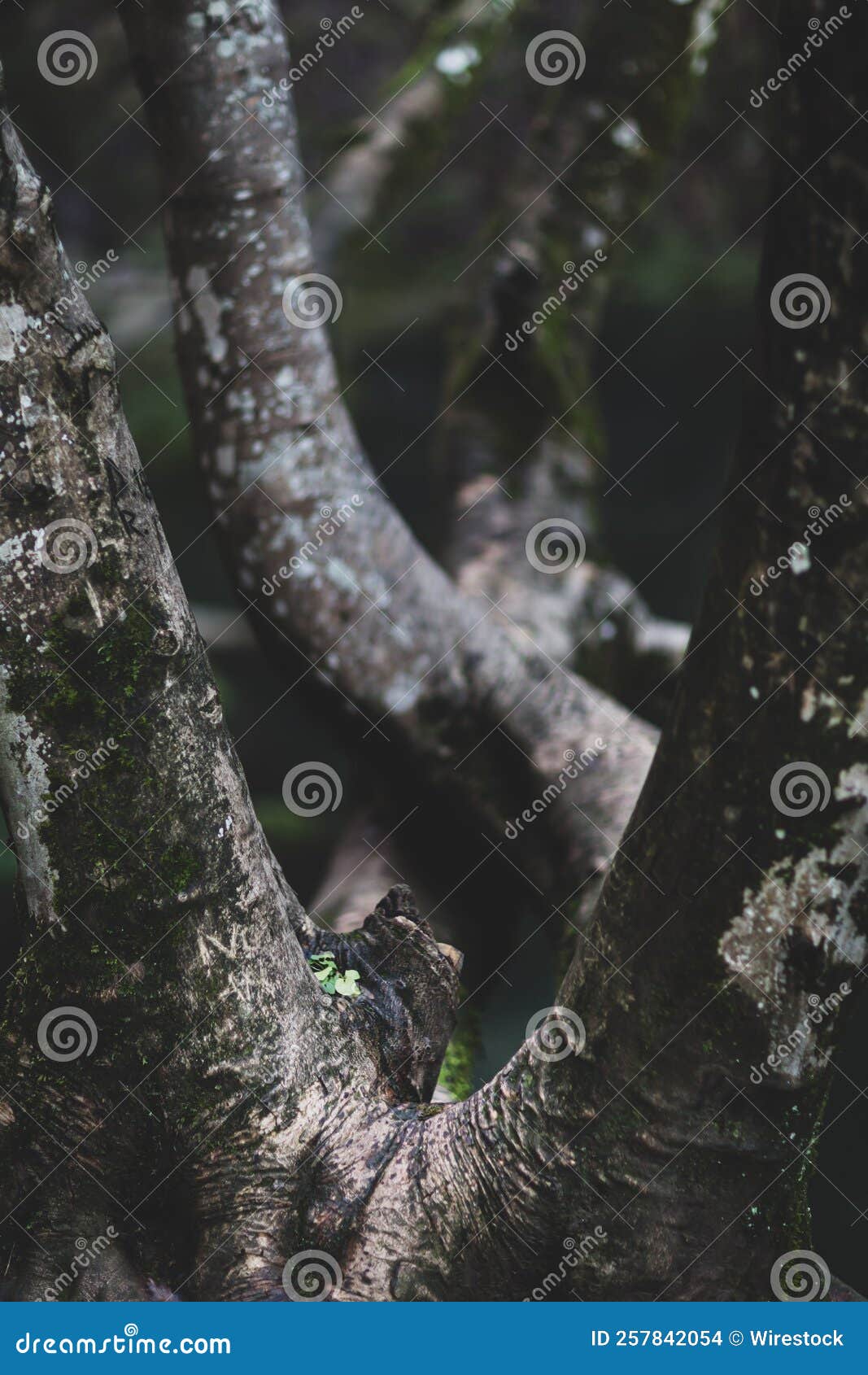 Vertical Shot of Thick Tree Branches in Forest Stock Photo - Image of ...