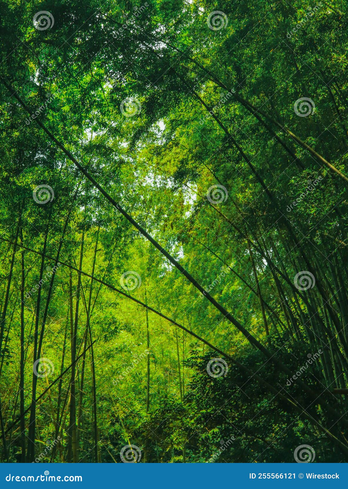 Vertical Shot of of Thick Tree Leaves with Sunlight Shining through ...
