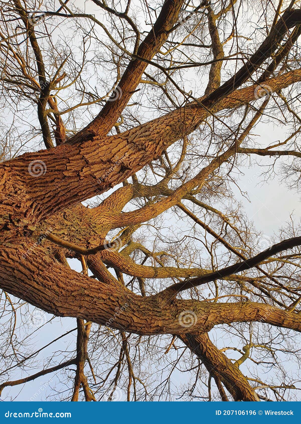 Vertical Shot of a Thick Tree Trunk with Many Branches Stock Photo ...