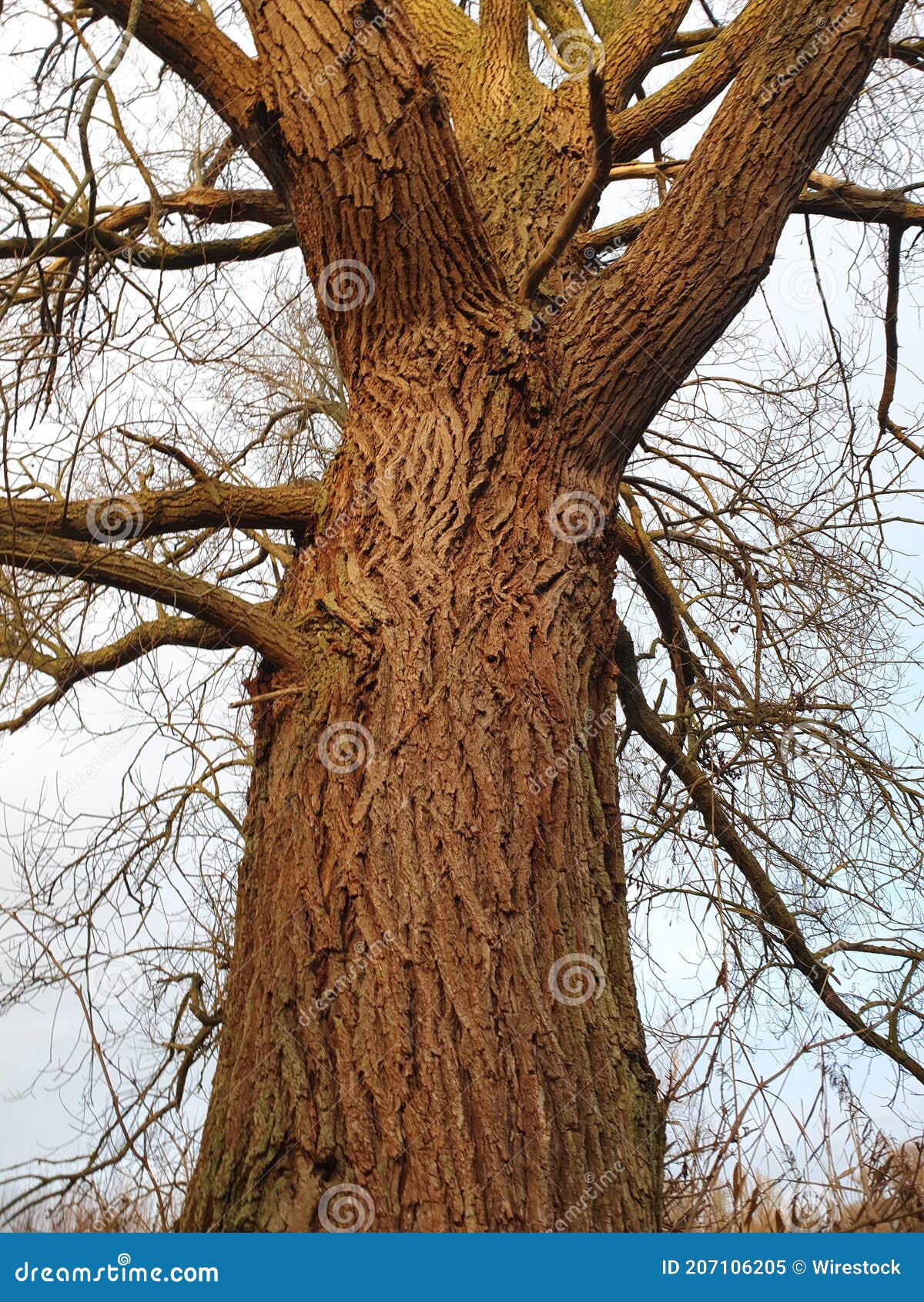 Vertical Shot of a Thick Tree Trunk with Many Branches Stock Image ...