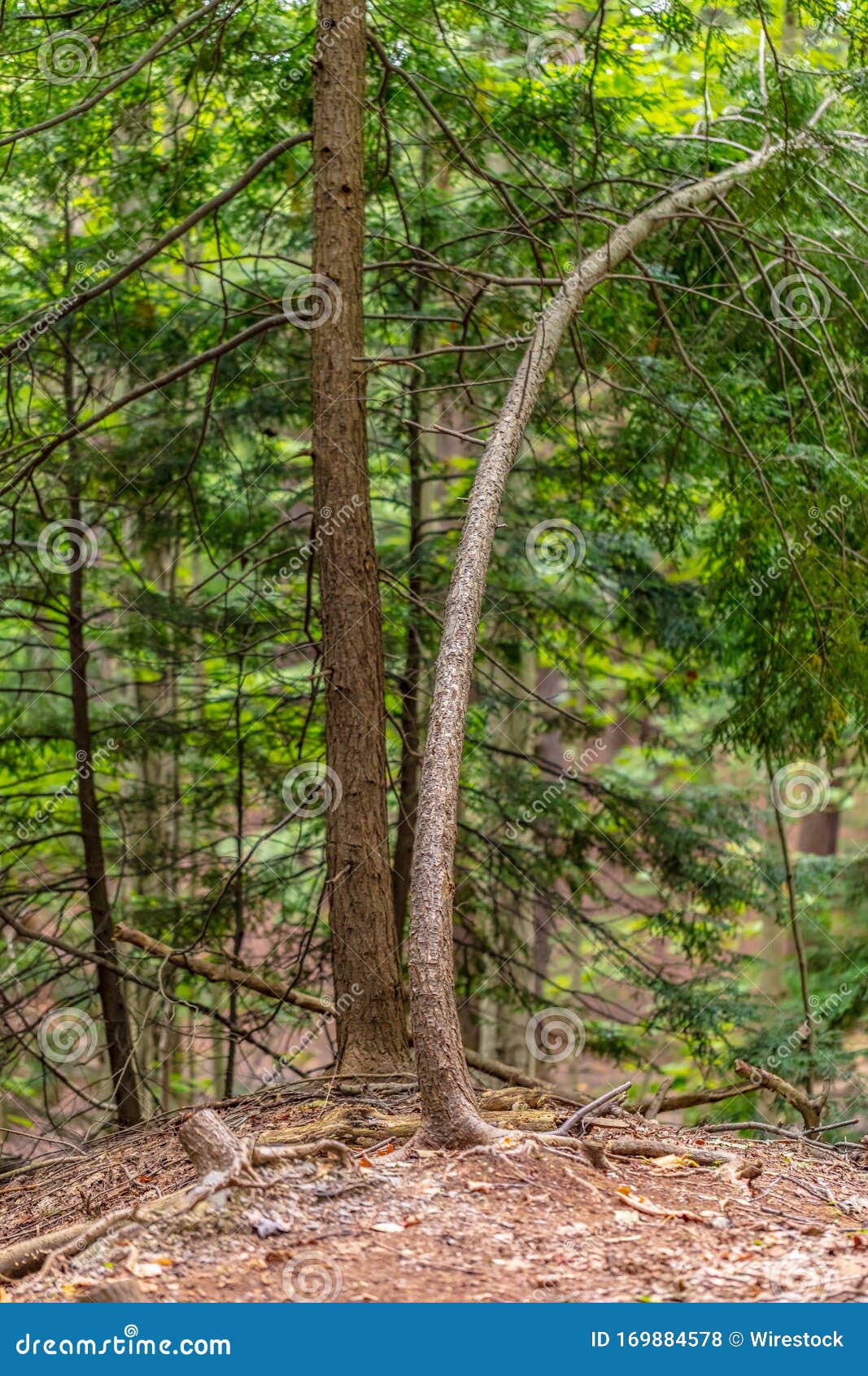 Vertical Shot Thin Twin Trees on a Little Hill in a Forested Area Stock ...
