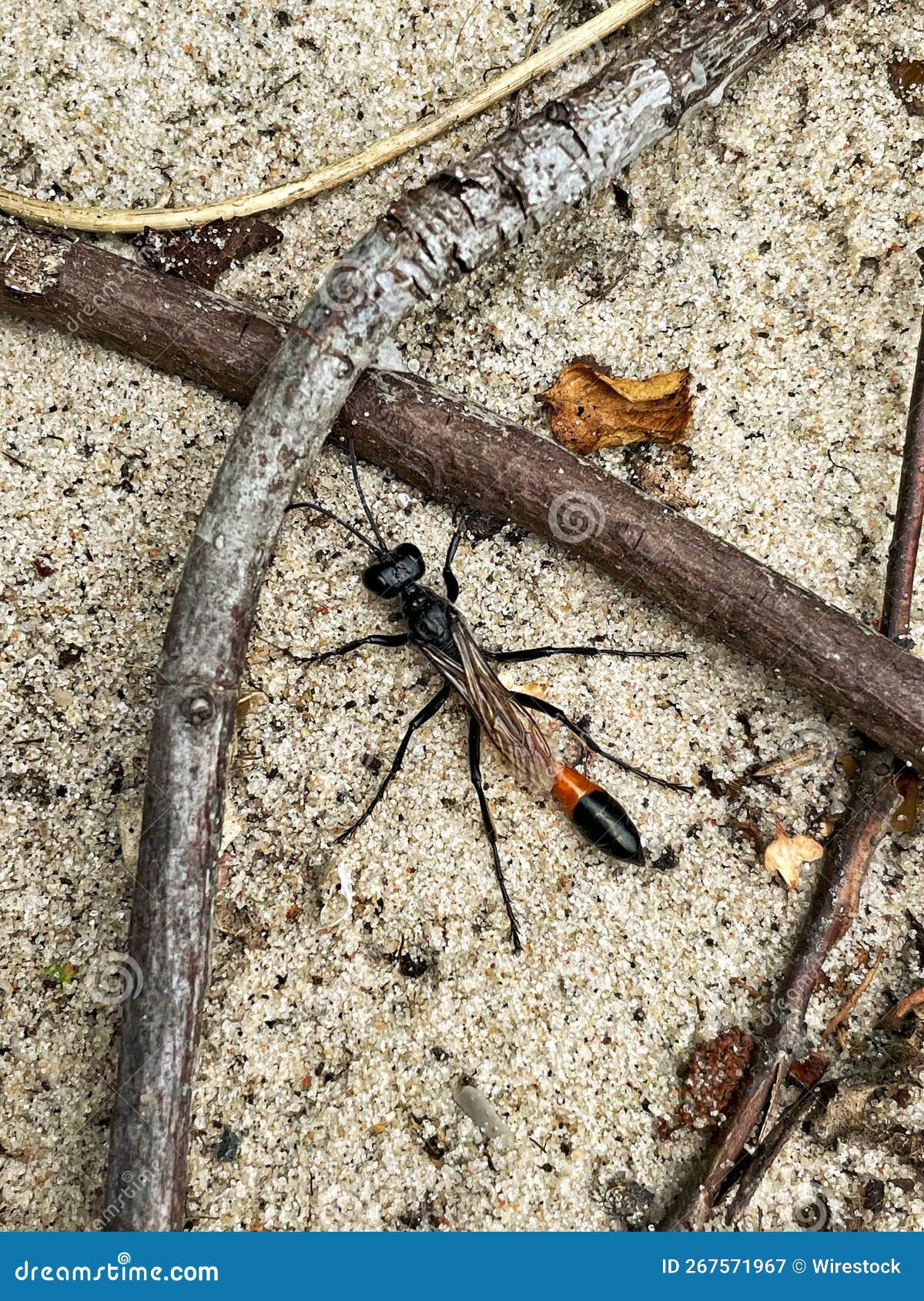 Vertical Shot of the Thread-waisted Wasp (Sphecidae) on the Sand in the ...
