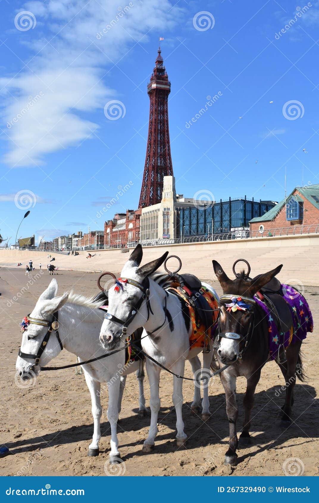 Vertical Shot of Three Donkeys Standing in Front of Blackpool Tower on ...