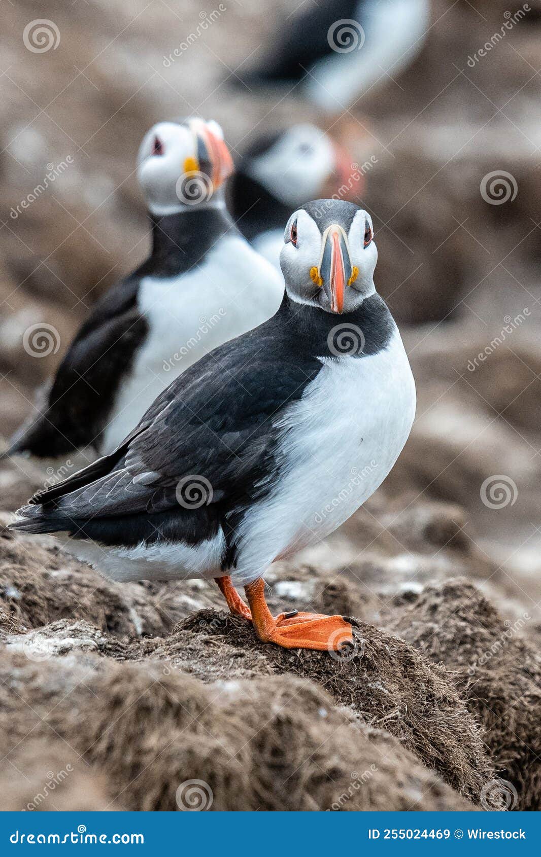 Vertical Shot of Three Puffins Standing on Rocks Facing the Camera ...
