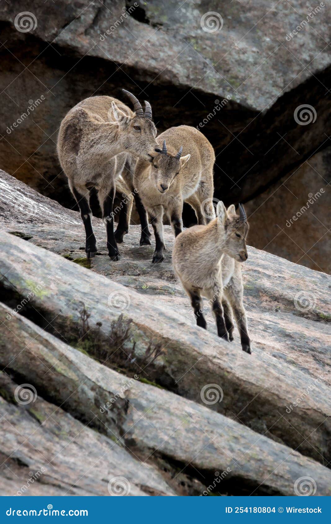 Vertical Shot of Three Spanish Ibex on the Cliff Stock Photo - Image of ...