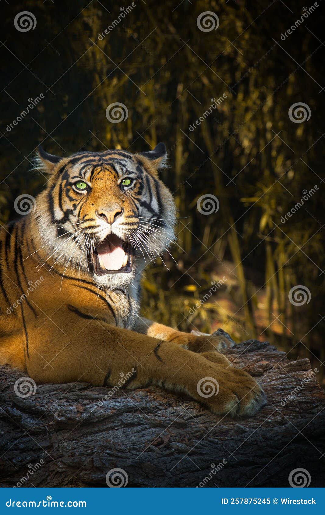 Vertical Shot of Tiger at the Zoo Stock Image - Image of dangerous ...