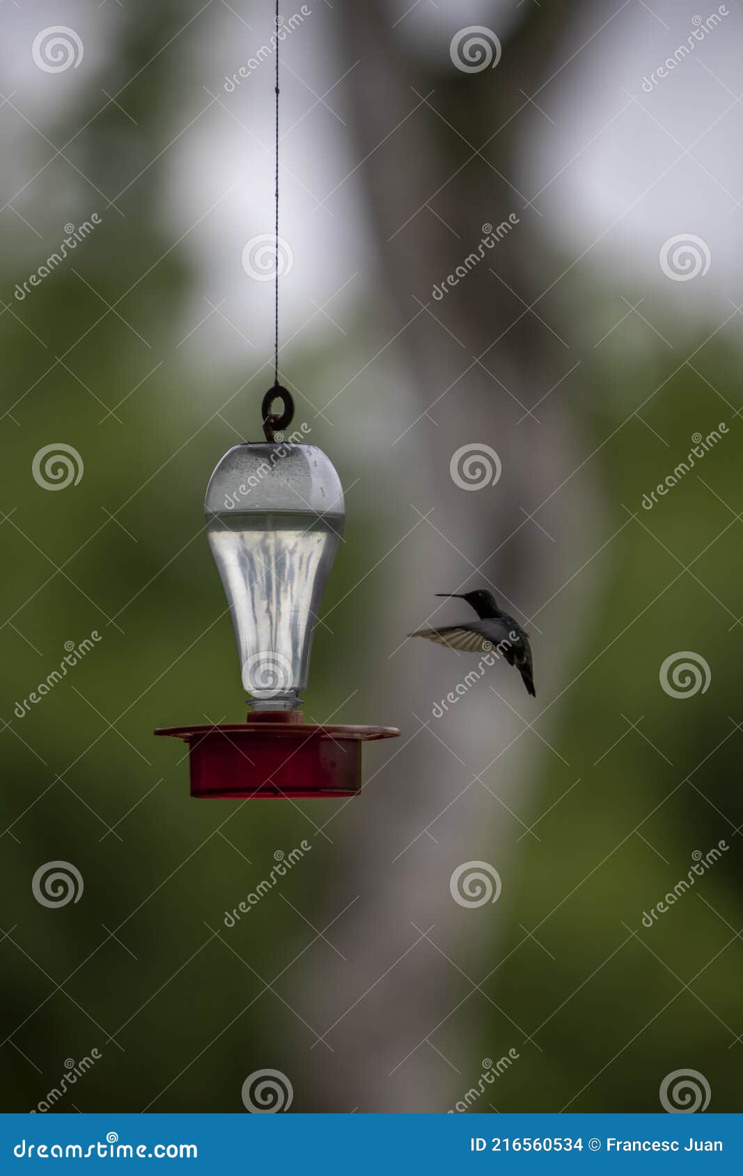 Vertical Shot of a Tiny Colibri Bird Flying To the Water Feeder Stock ...
