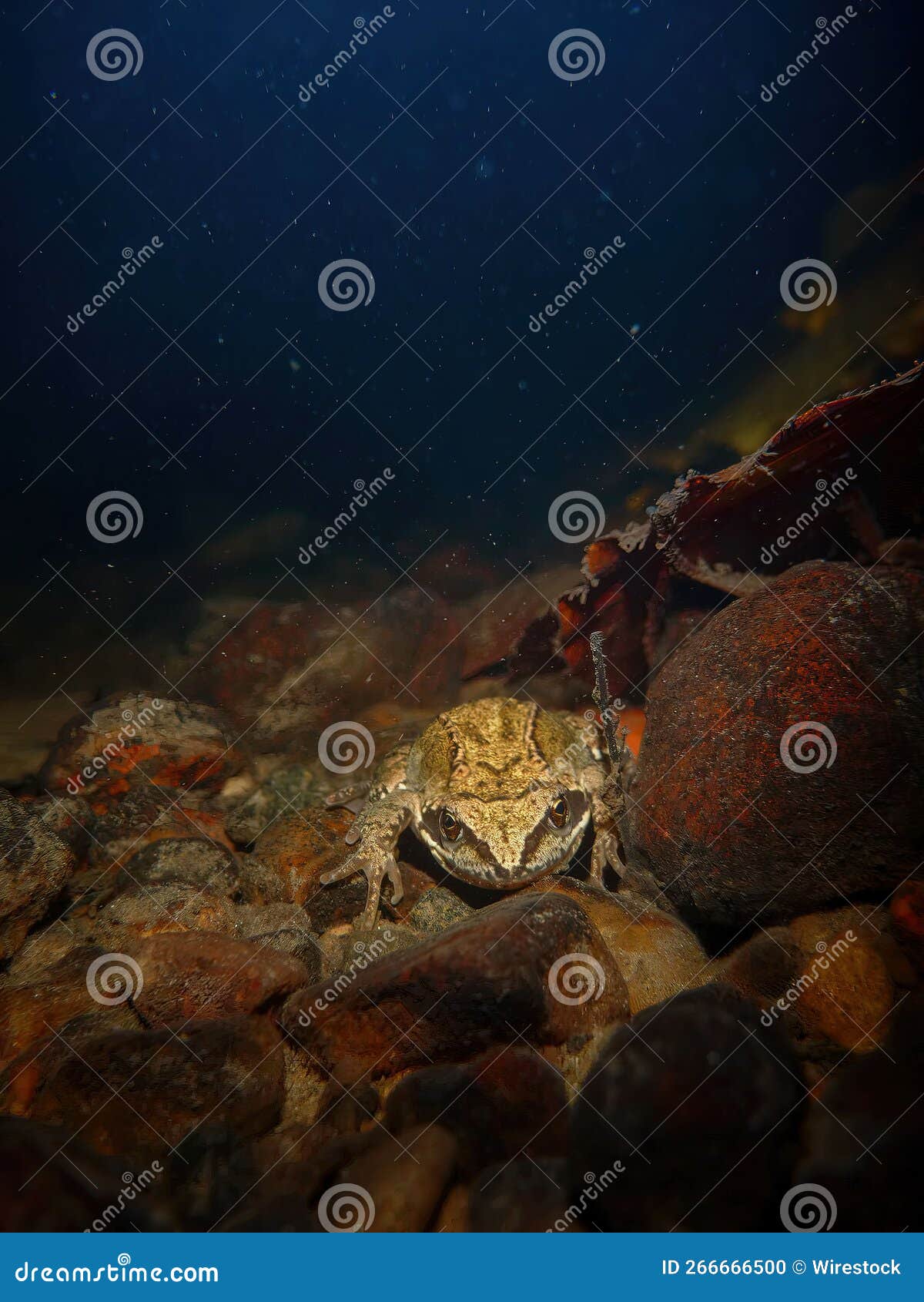 Vertical Shot of a Toad Lizard at the Bottom of the Sea Surrounded by ...