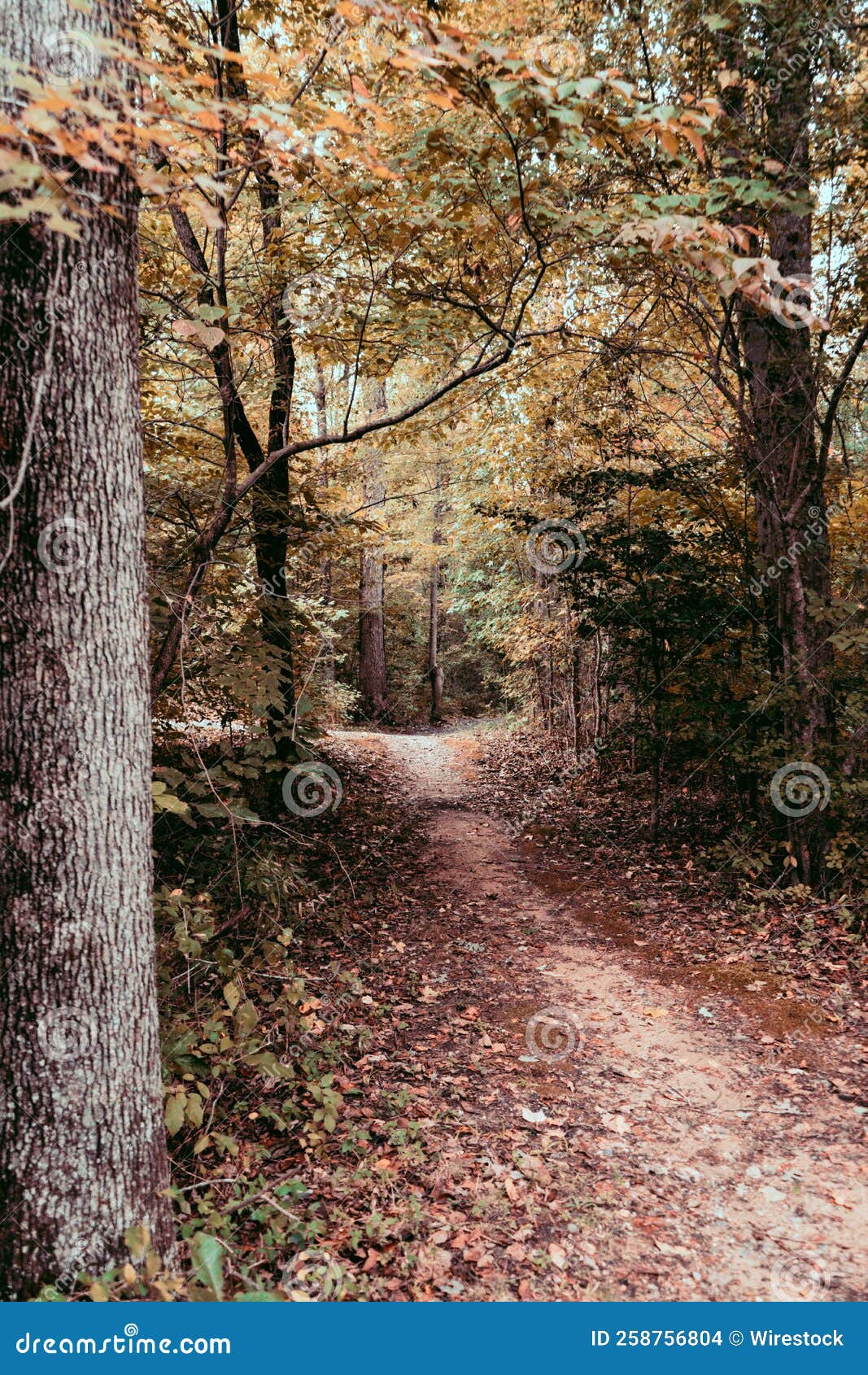 Vertical Shot of a Trail between Autumn Trees in a Forest Stock Photo ...