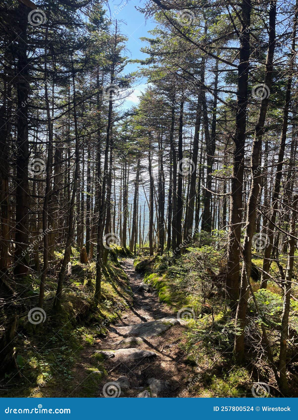 Vertical Shot of a Trail through a Forest with Trees on Mount Ellen ...