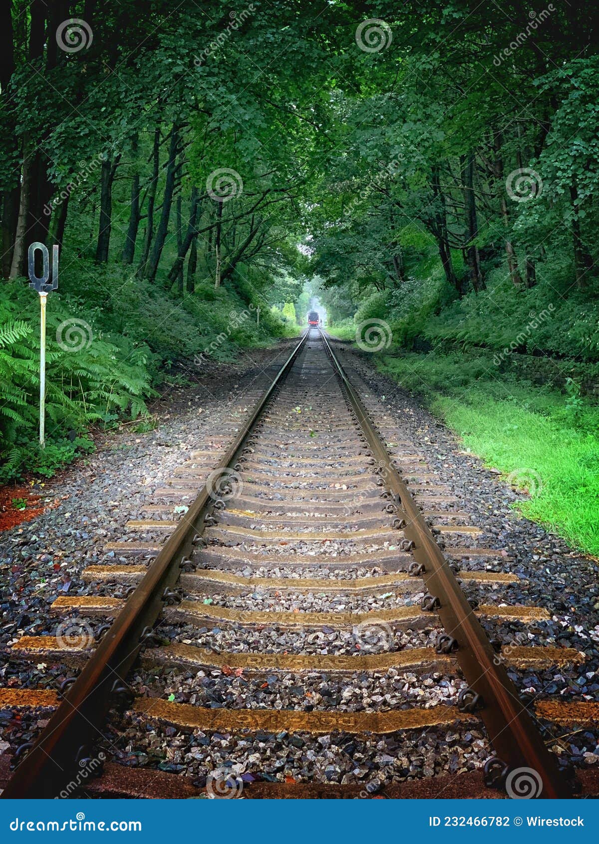 Vertical Shot of a Train Track in a Forest Covered in Greenery in the ...