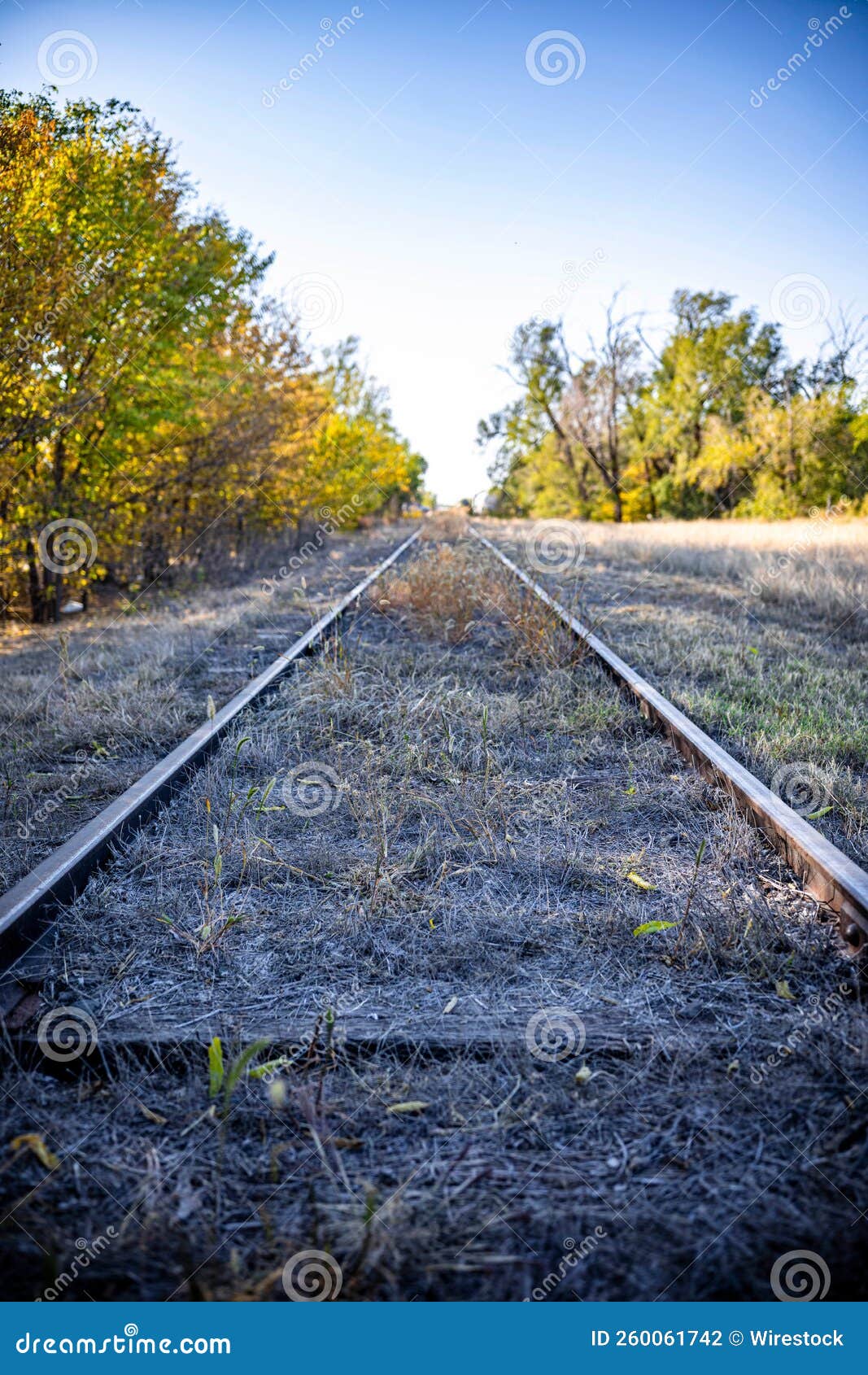 Vertical Shot of a Train Track in a Forest during the Day Stock Photo ...