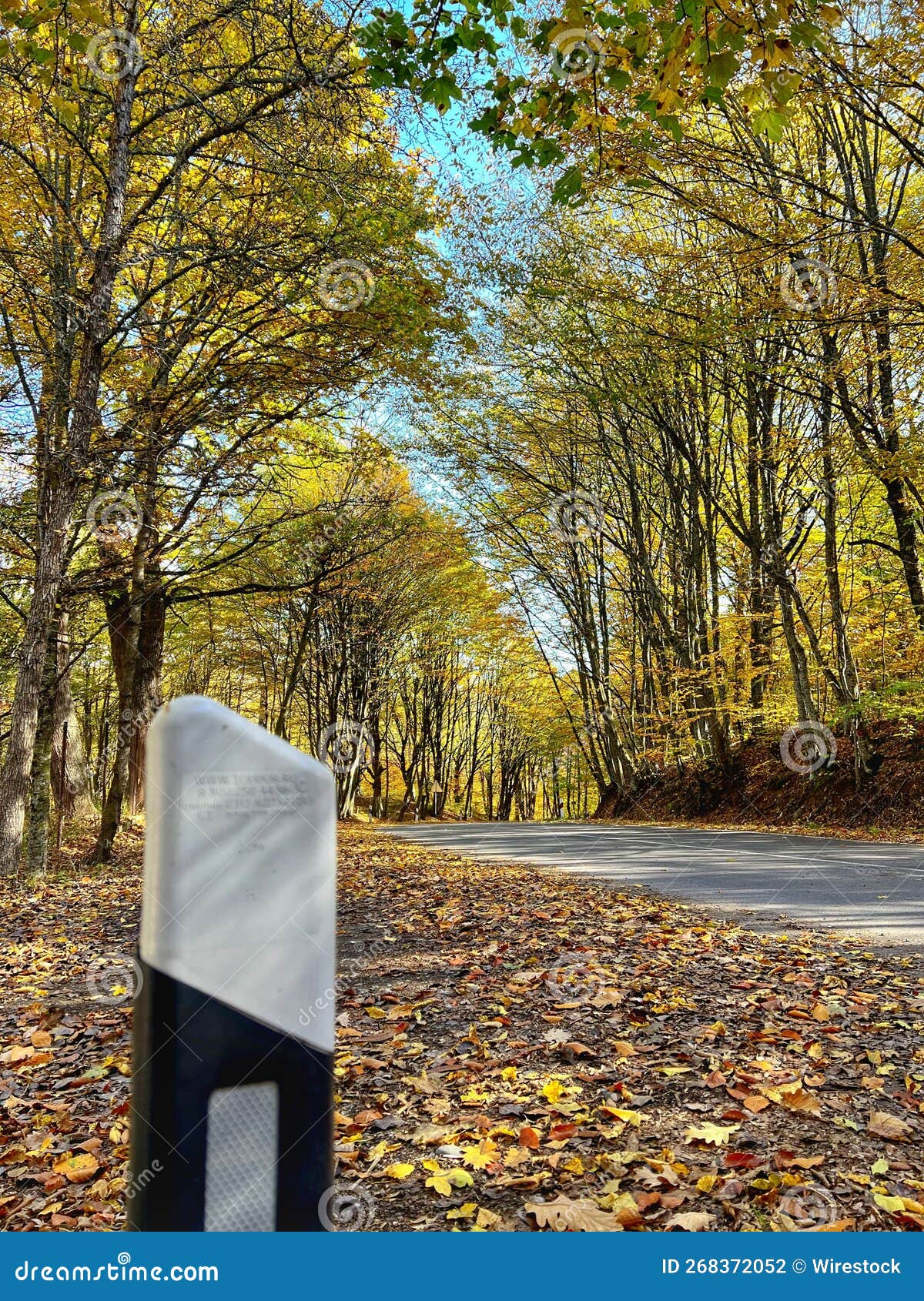 Vertical Shot of Trash Bin in a Forest at Fall Stock Photo - Image of ...