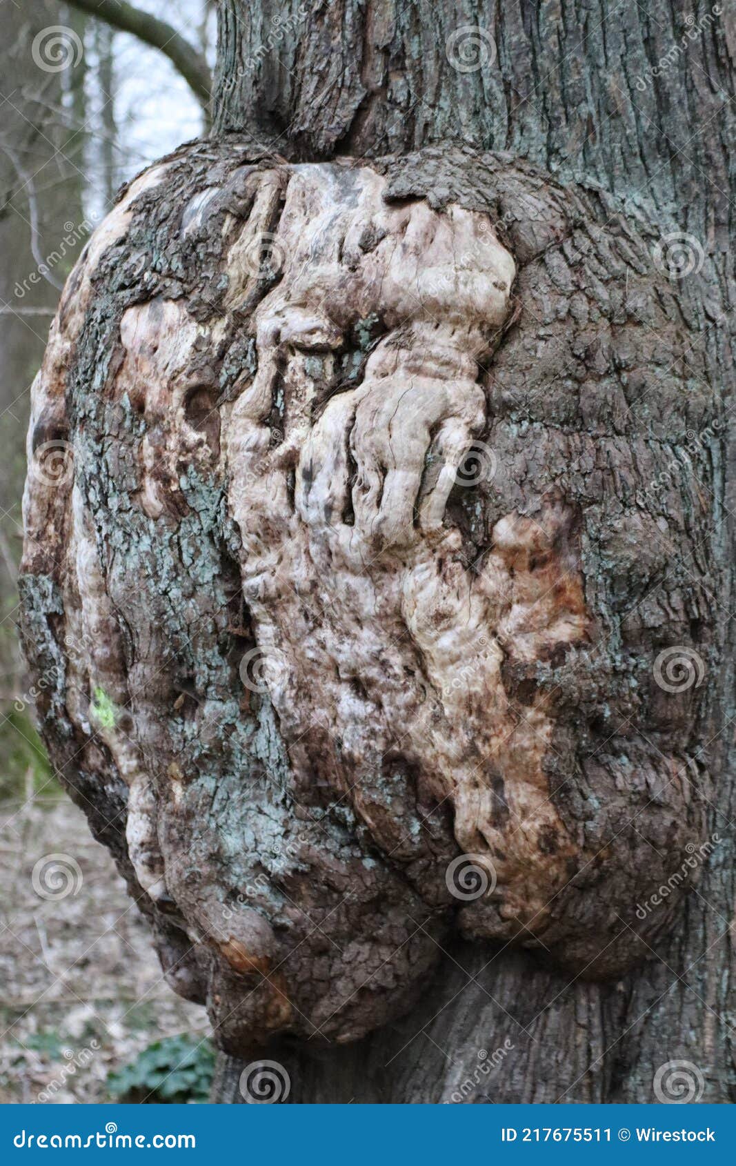 Vertical Shot of a Tree Bark Texture Stock Image - Image of wood, dirty ...