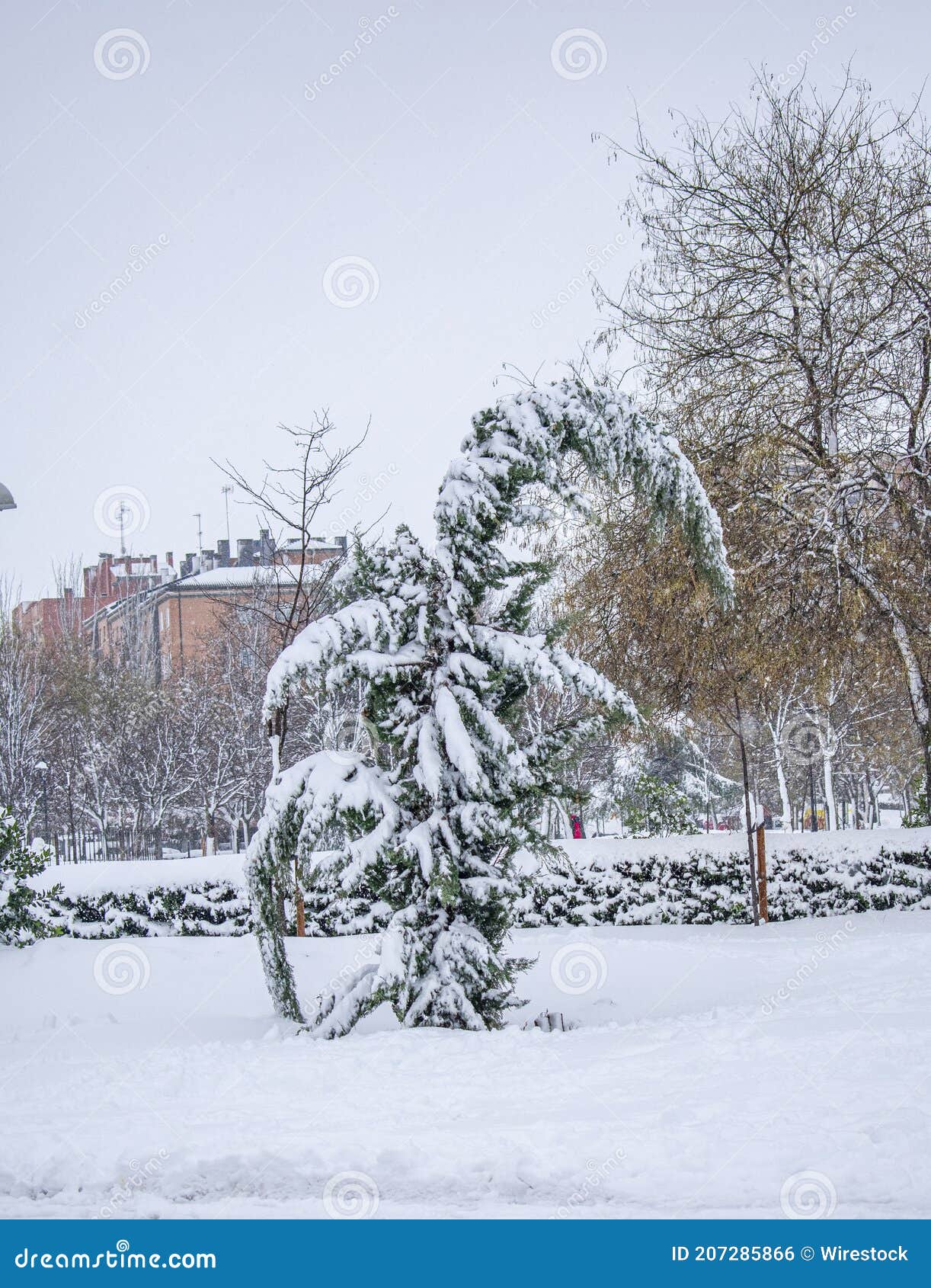Vertical Shot of a Tree Bending Under the Snow Captured in a Park Stock ...