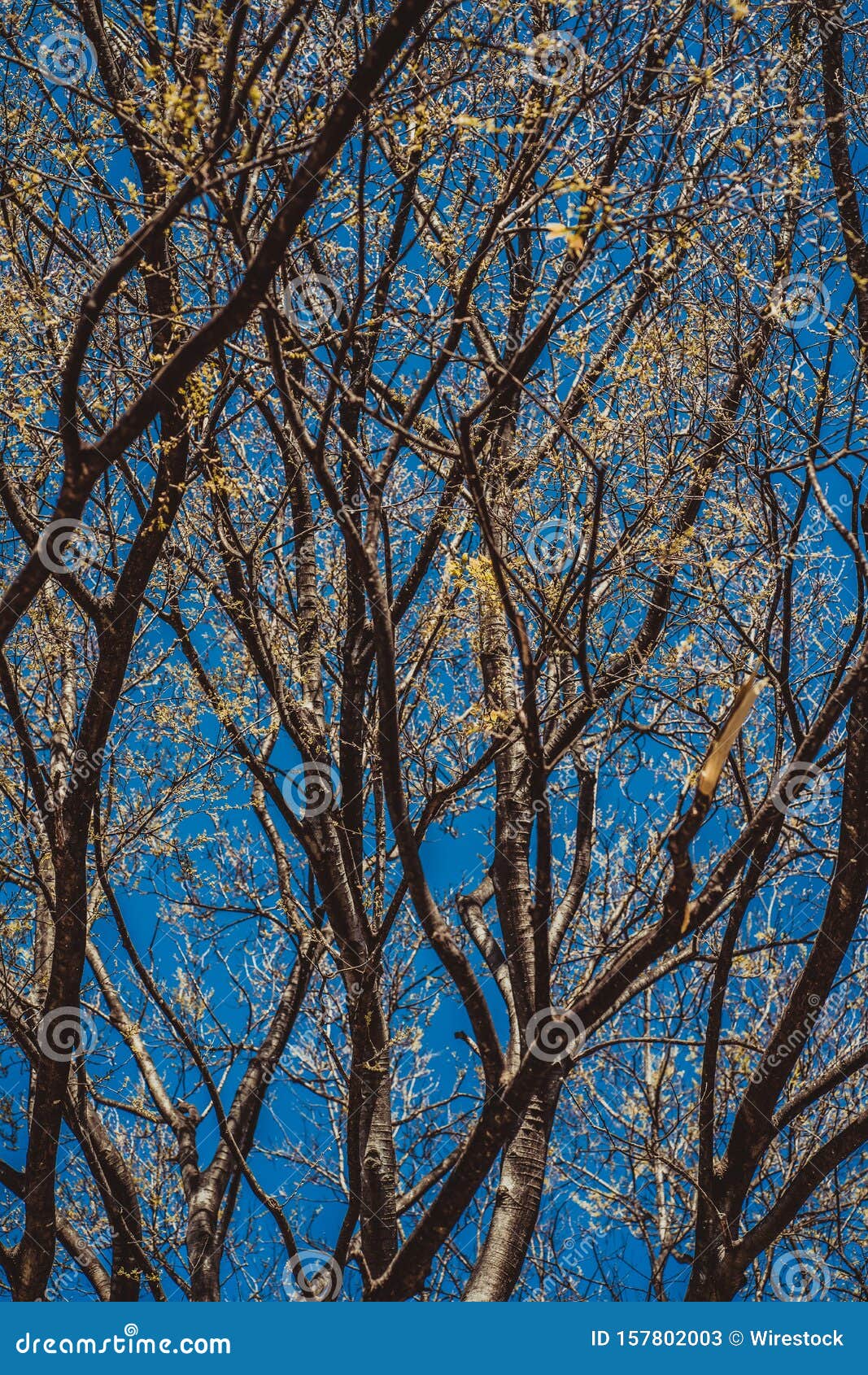 Vertical Shot of Tree Branches with a Blue Sky in the Background at ...