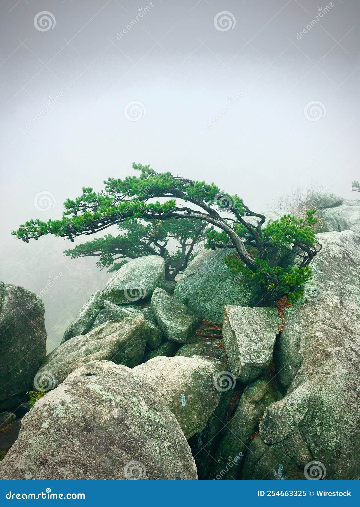 Vertical Shot of a Tree Growing in between Rocks on a Summit Stock ...
