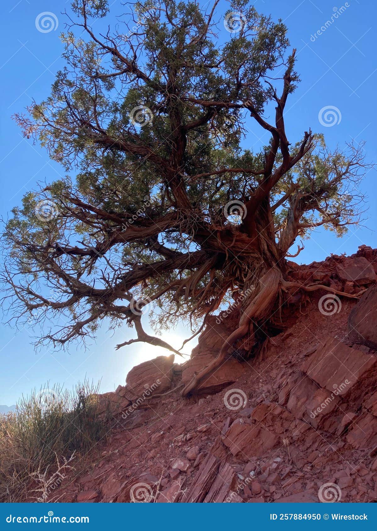 Vertical Shot of a Tree Growing on a Rocky Cliff Stock Photo - Image of ...