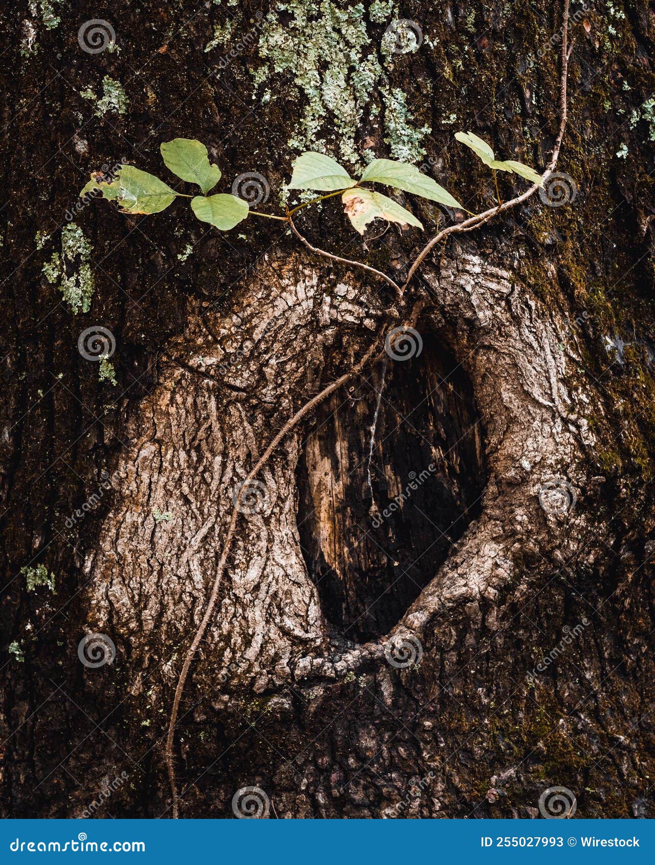 Vertical Shot of a Tree Hollow on a Tree Trunk Stock Image - Image of ...