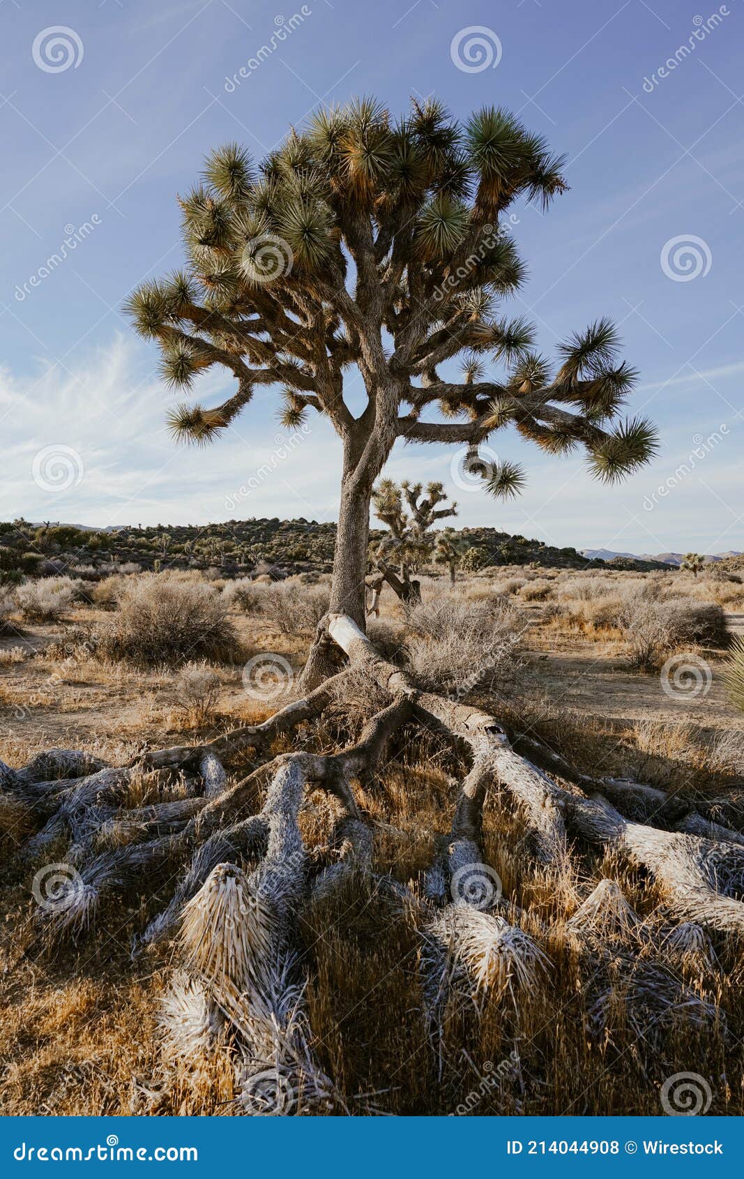 Vertical Shot of a Tree with Its Roots on the Outside in the Desert ...