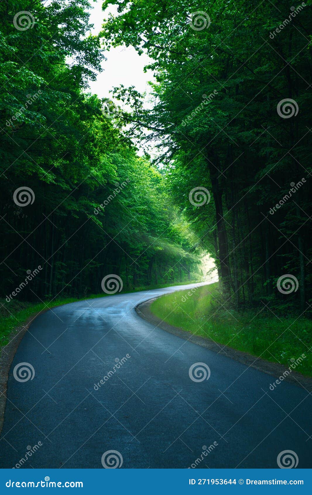 Vertical Shot of a Tree Lined Road Passing through the Woods, with the ...
