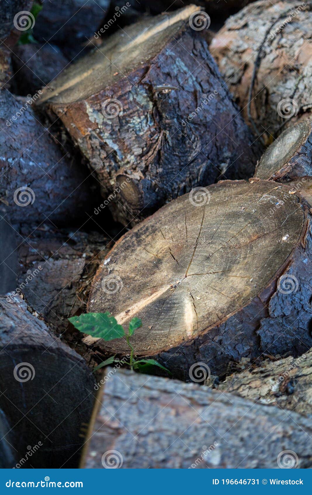 Vertical Shot of Tree Lumber on Each Other Under the Sunlight at ...