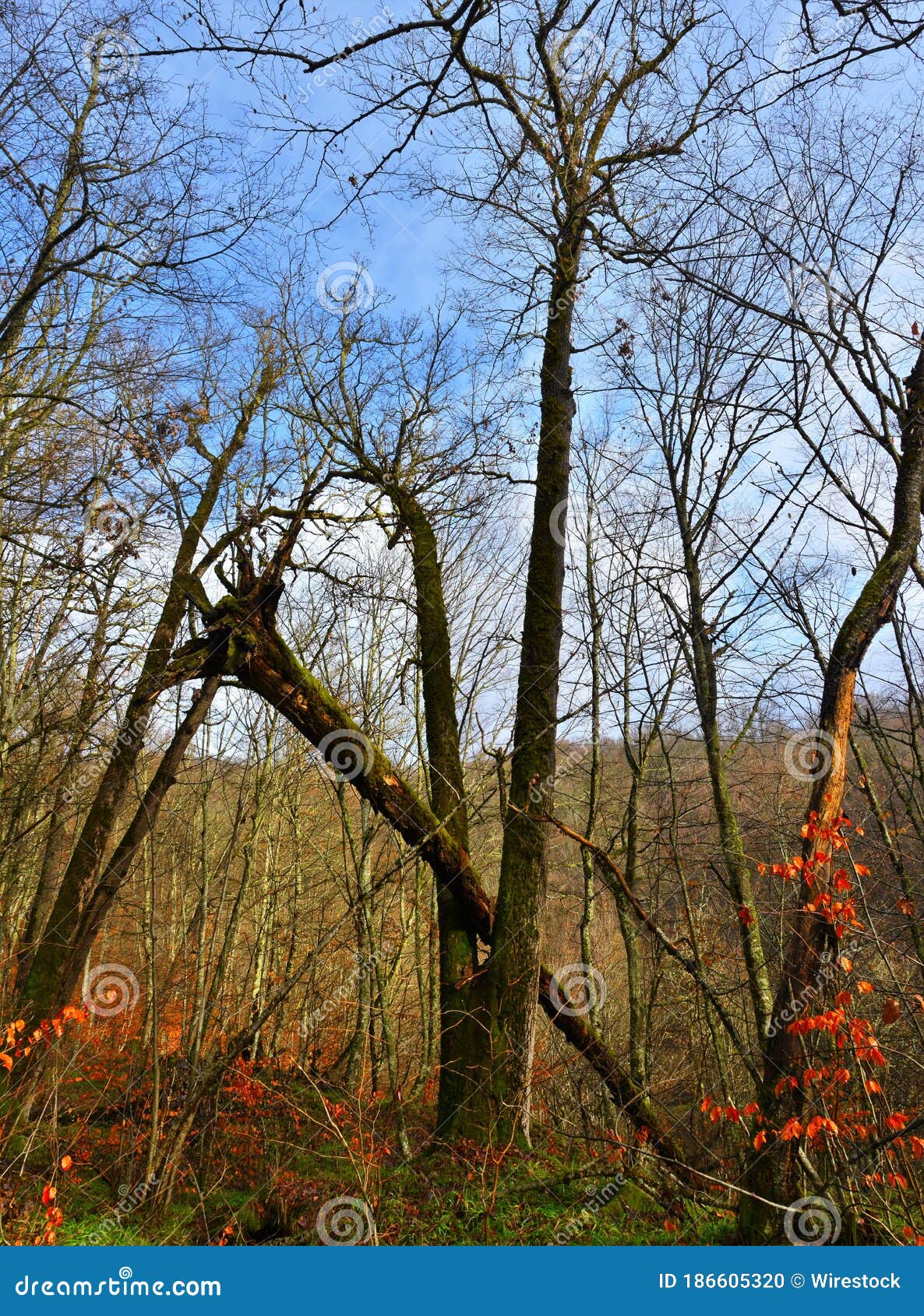 Vertical Shot of a Tree Pulled from Roots in the Forest Stock Photo ...