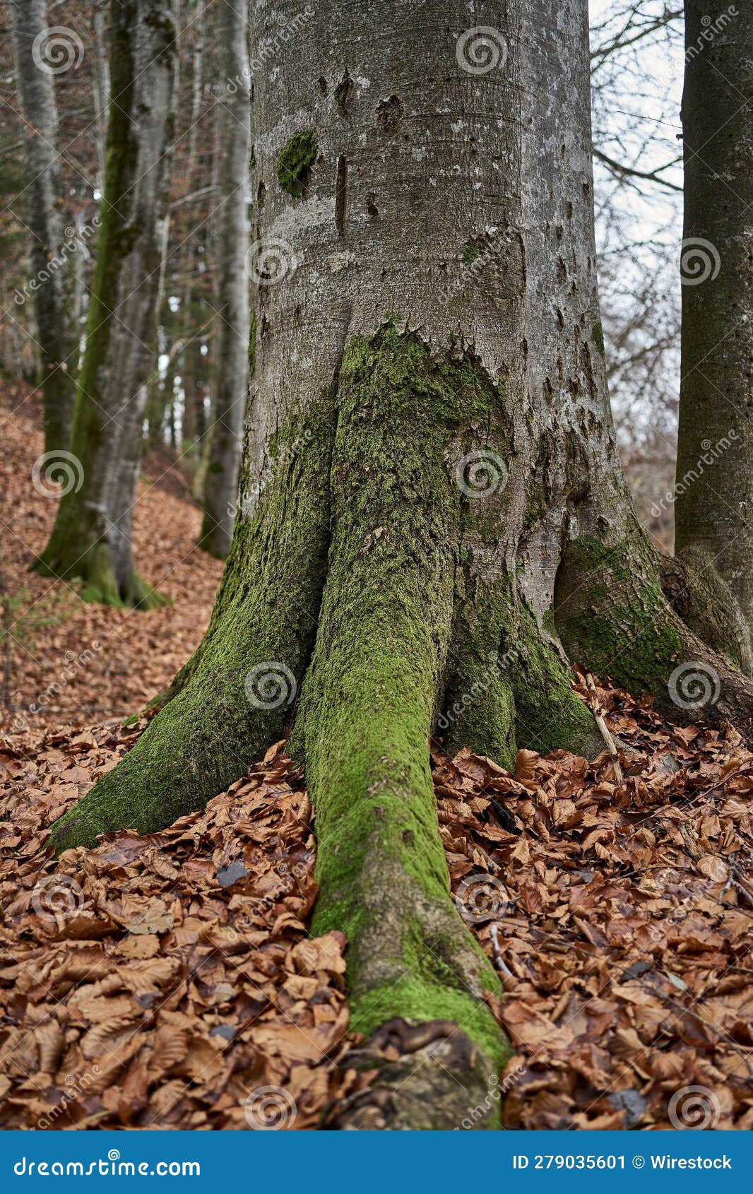 A Vertical Shot of a Mighty Tree Root in Autumn Stock Image - Image of ...
