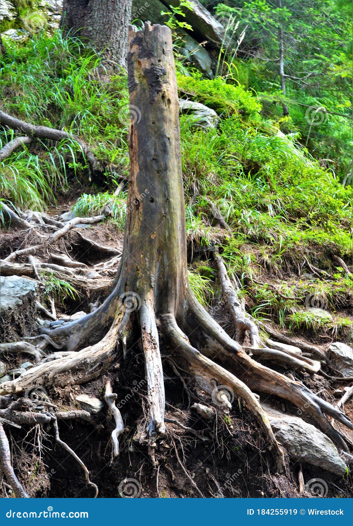 Vertical Shot of the Tree Roots in a Forest Stock Image - Image of ...