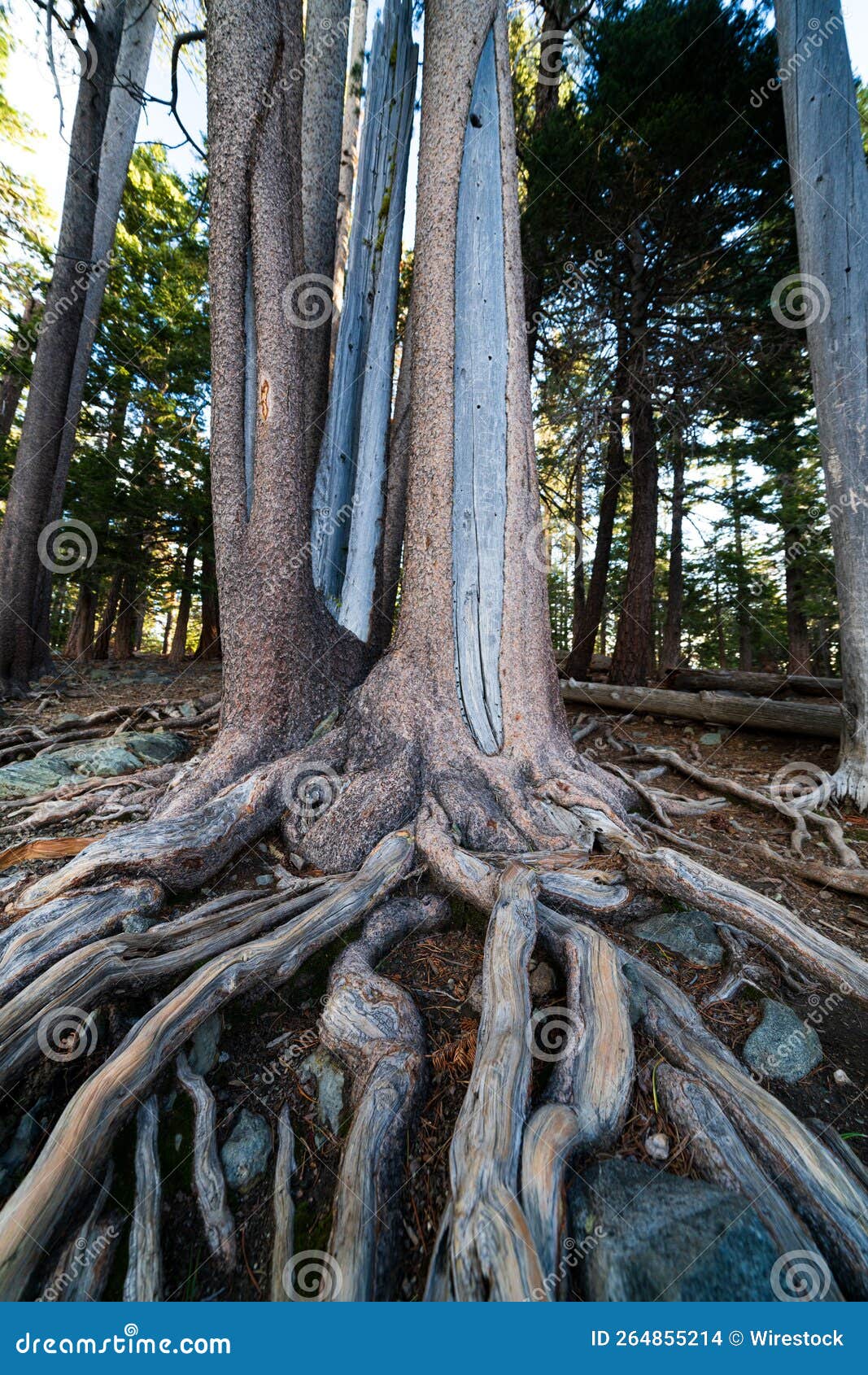 Vertical Shot of Tree Roots in a Forest Stock Photo - Image of growth ...