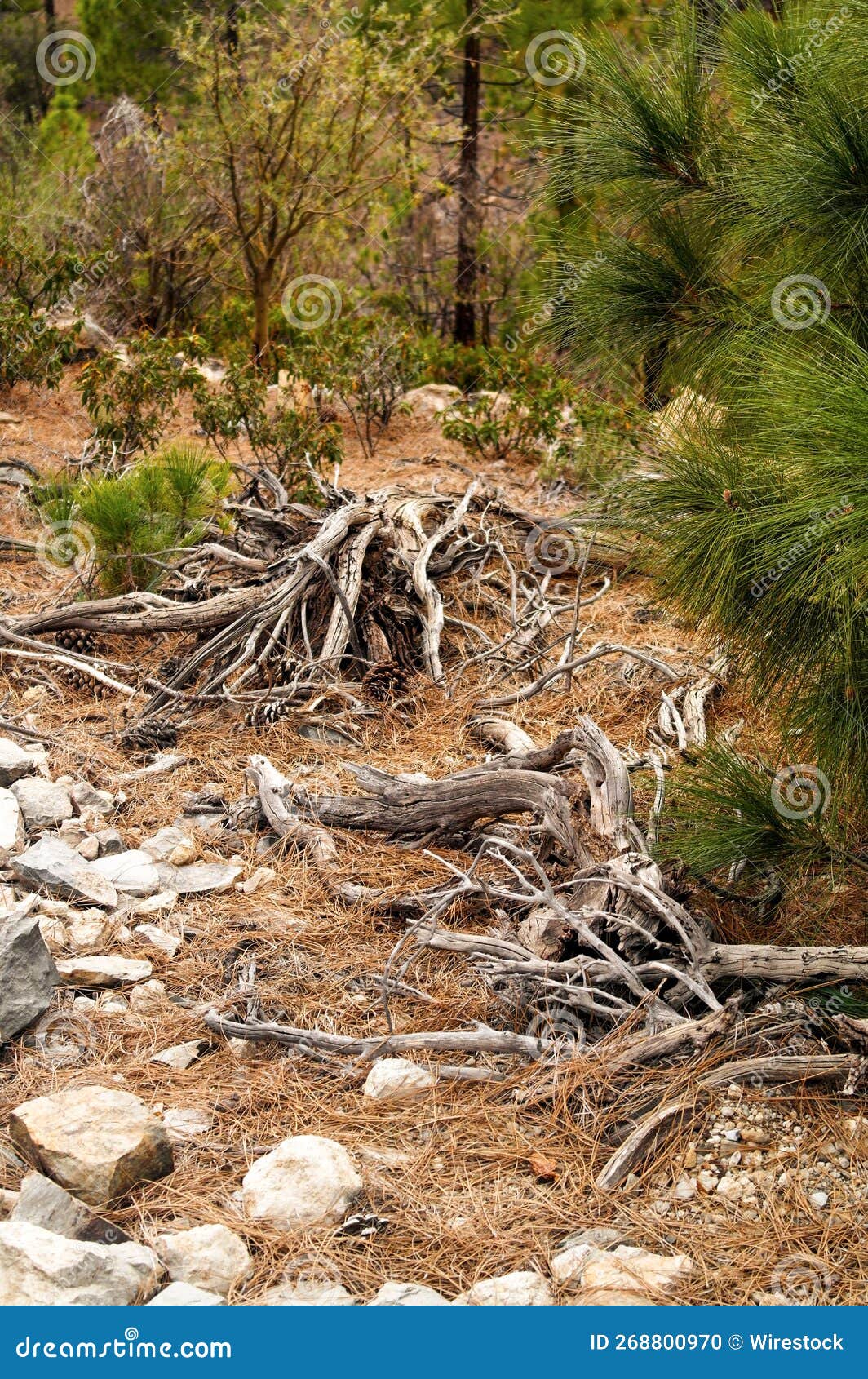 Vertical Shot Tree Roots in a Forest Perfect for Wallpapers and ...