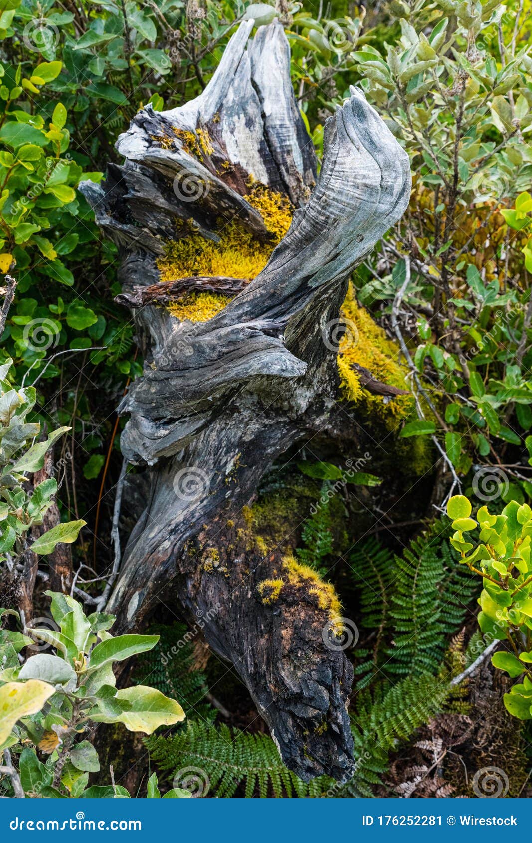 Vertical Shot Tree Roots and Plants Around Stock Image - Image of ...