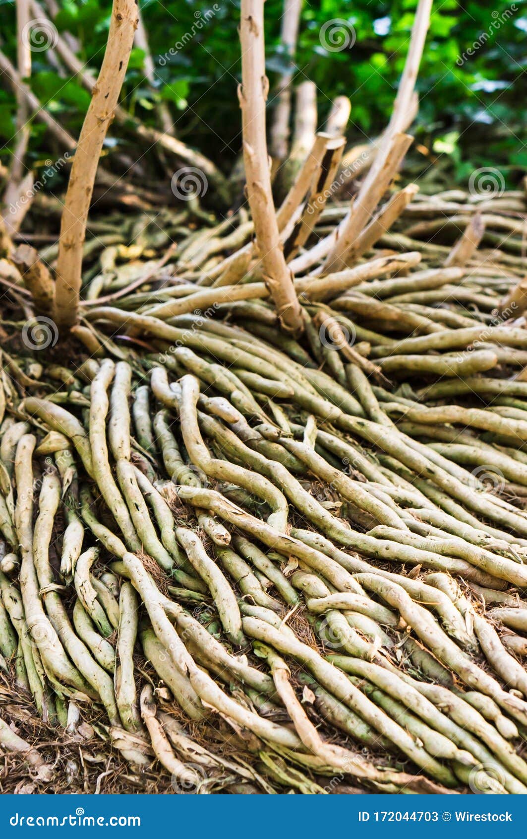 Vertical Shot of Tree Roots Poking Out of the Ground in the Forest ...