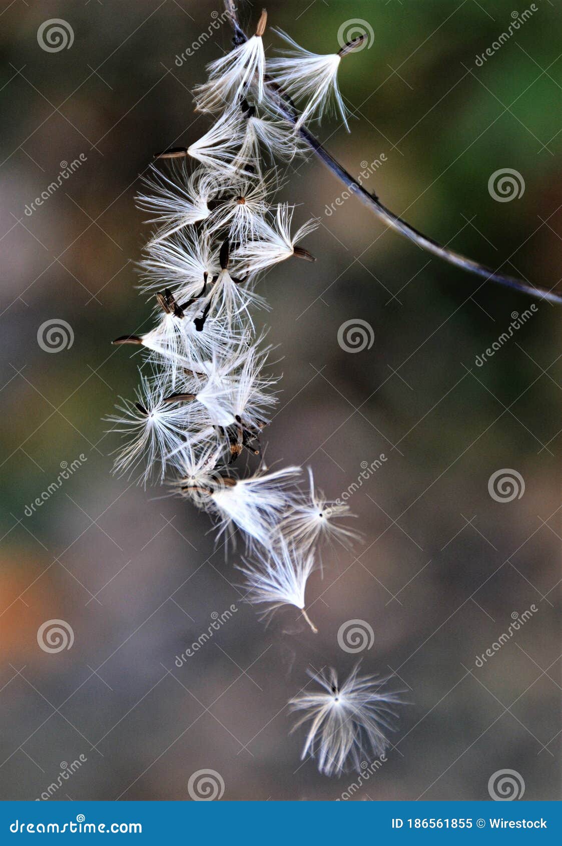 Vertical Shot of Tree Seeds Flying in the Air from the Branch Stock ...