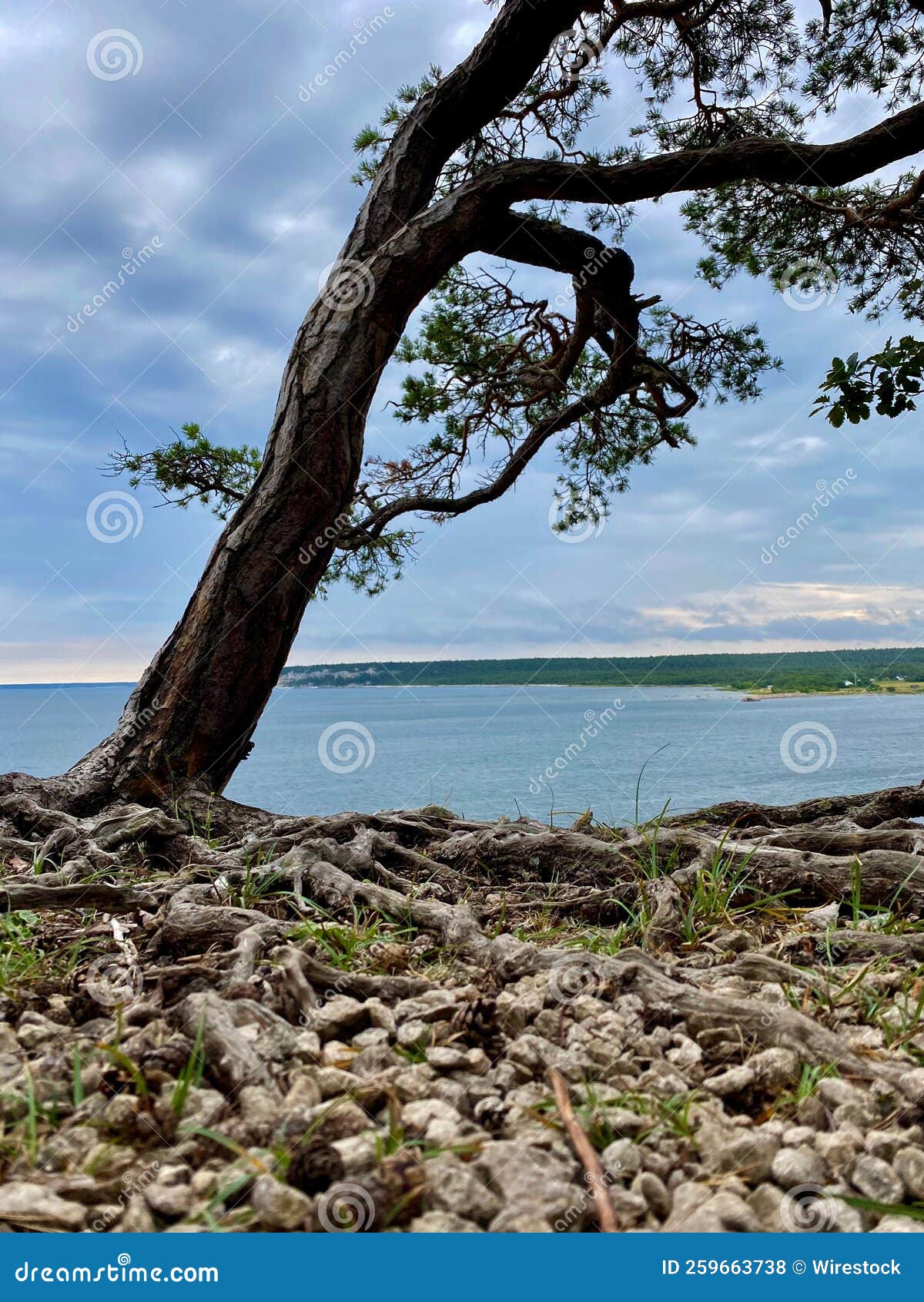 Vertical Shot of a Tree at the Shore with Long Roots Stock Photo ...