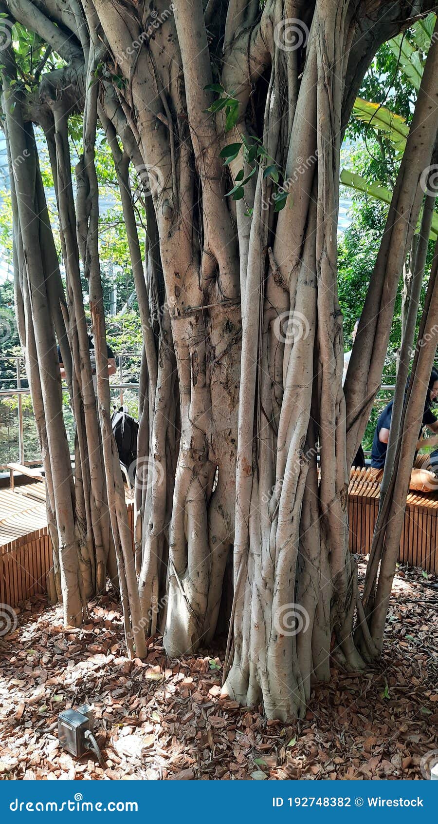 Vertical Shot of a Tree in the Singapore Changi Airport Stock Photo ...