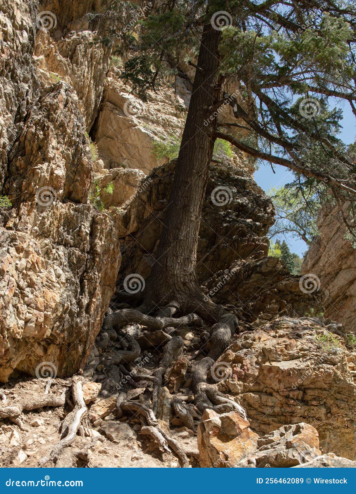 Vertical Shot of a Tree Surrounded by Boulders on the Side of a ...