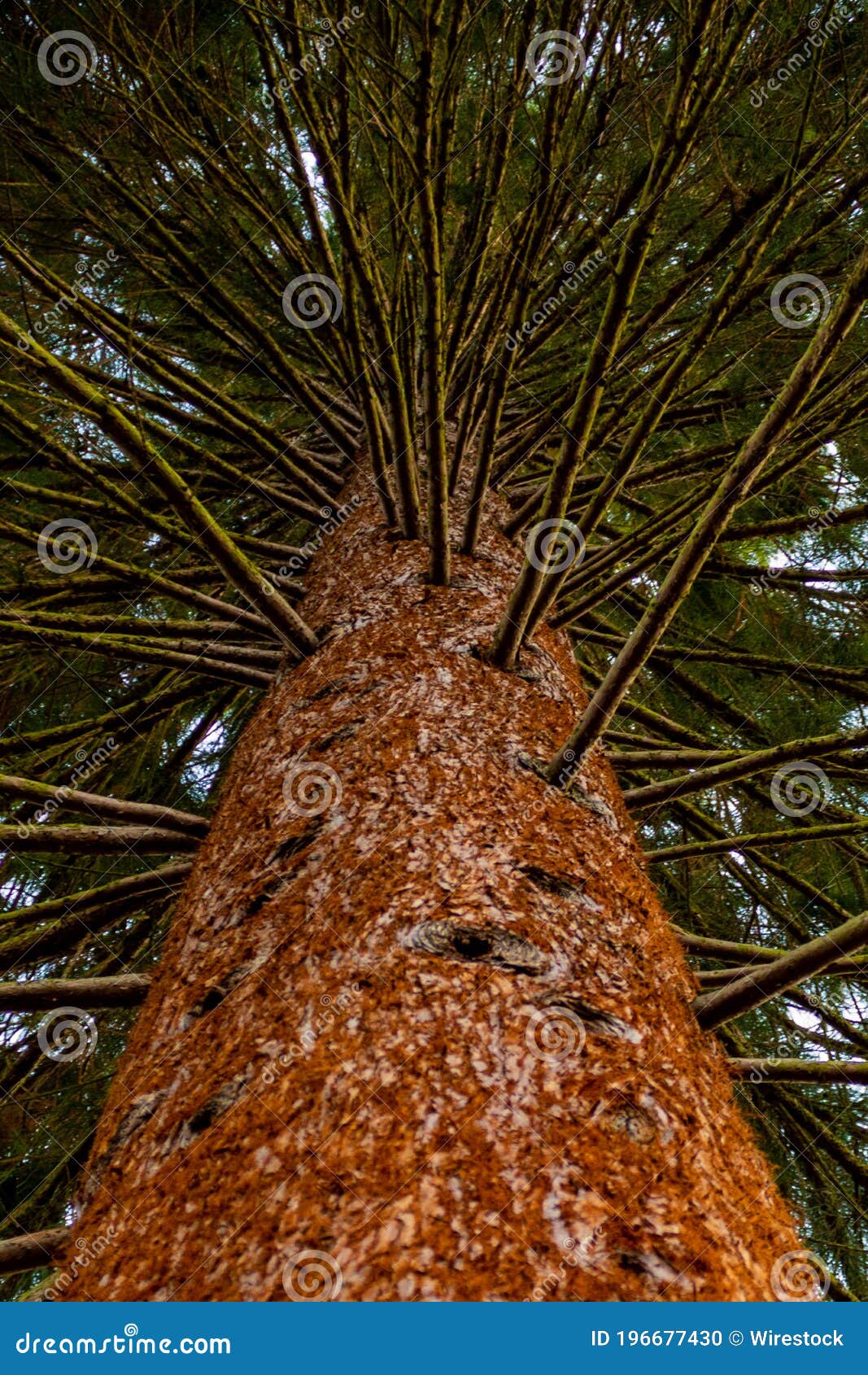 Vertical Shot of a Tree Trunk Stock Photo - Image of environment ...