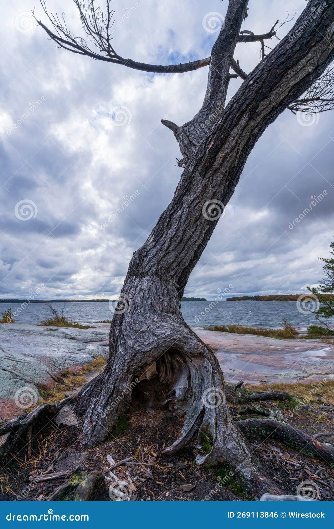 Vertical Shot of the Tree Trunk in Killbear Provincial Park, Ontario ...