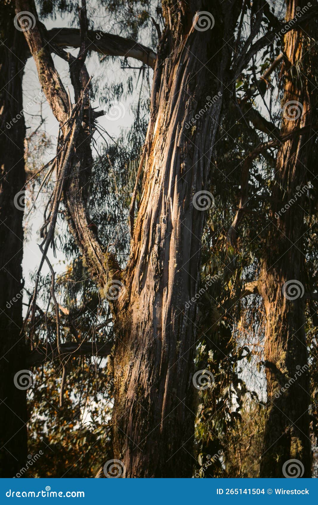 Vertical Shot of a Tree Trunk in a Park Stock Photo - Image of daylight ...